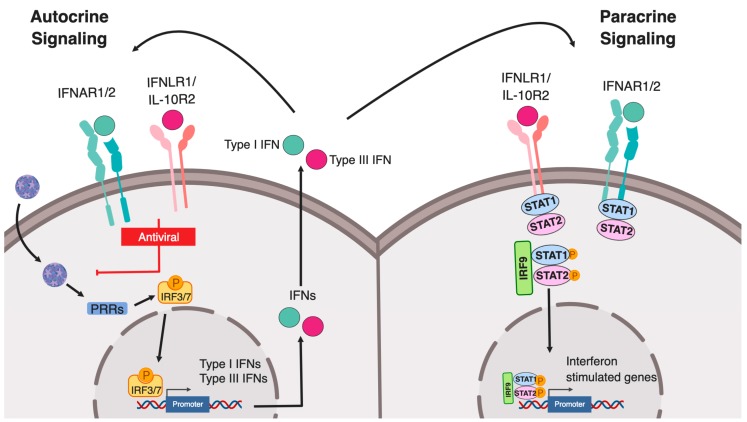 Differential Regulation of Type I and Type III Interferon Signaling ...